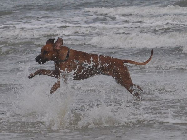 Kengali Rhodesian Ridgebacks - JETHRO