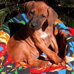Kengali Rhodesian Ridgebacks - Are They Right For You?