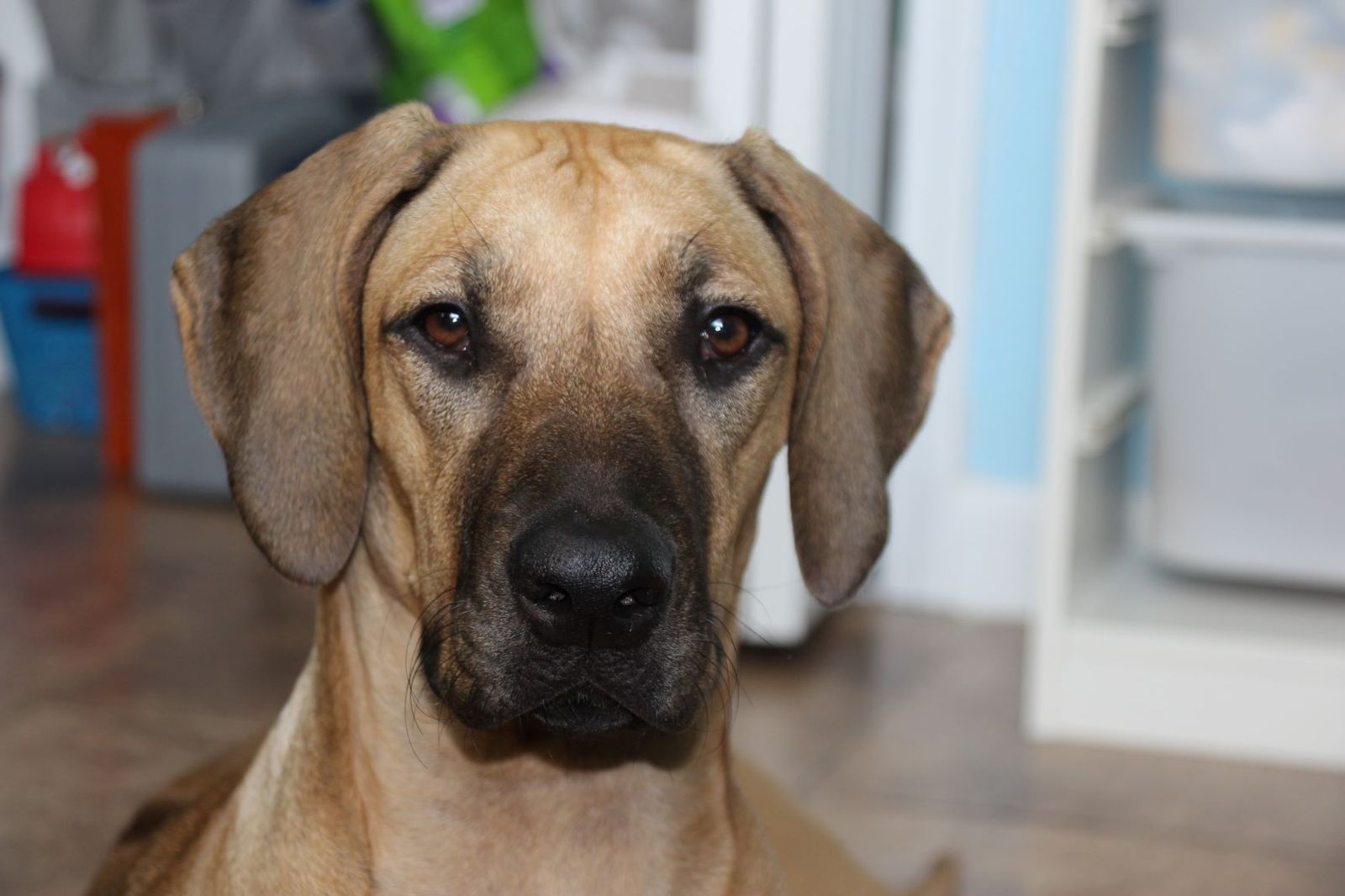 Kengali Rhodesian Ridgebacks - Friends 'n Family