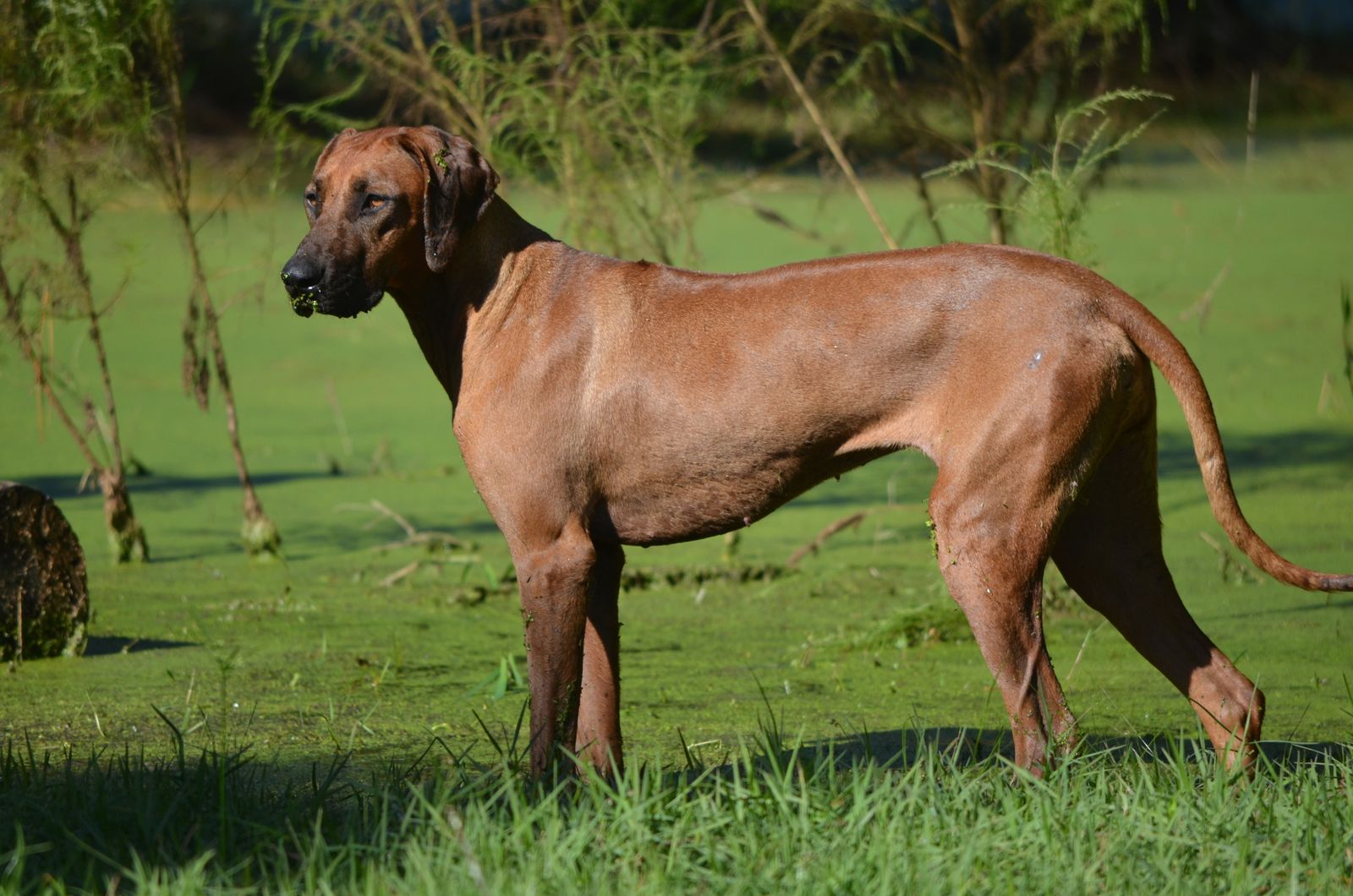 Kengali Rhodesian Ridgebacks - Mara Jade