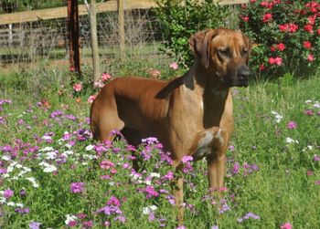 Kengali Rhodesian Ridgebacks - JETHRO