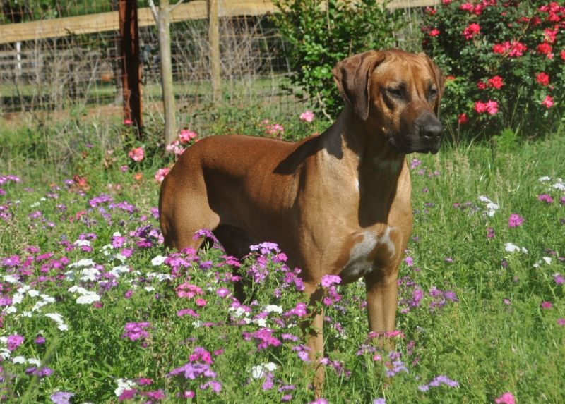 Kengali Rhodesian Ridgebacks - JETHRO