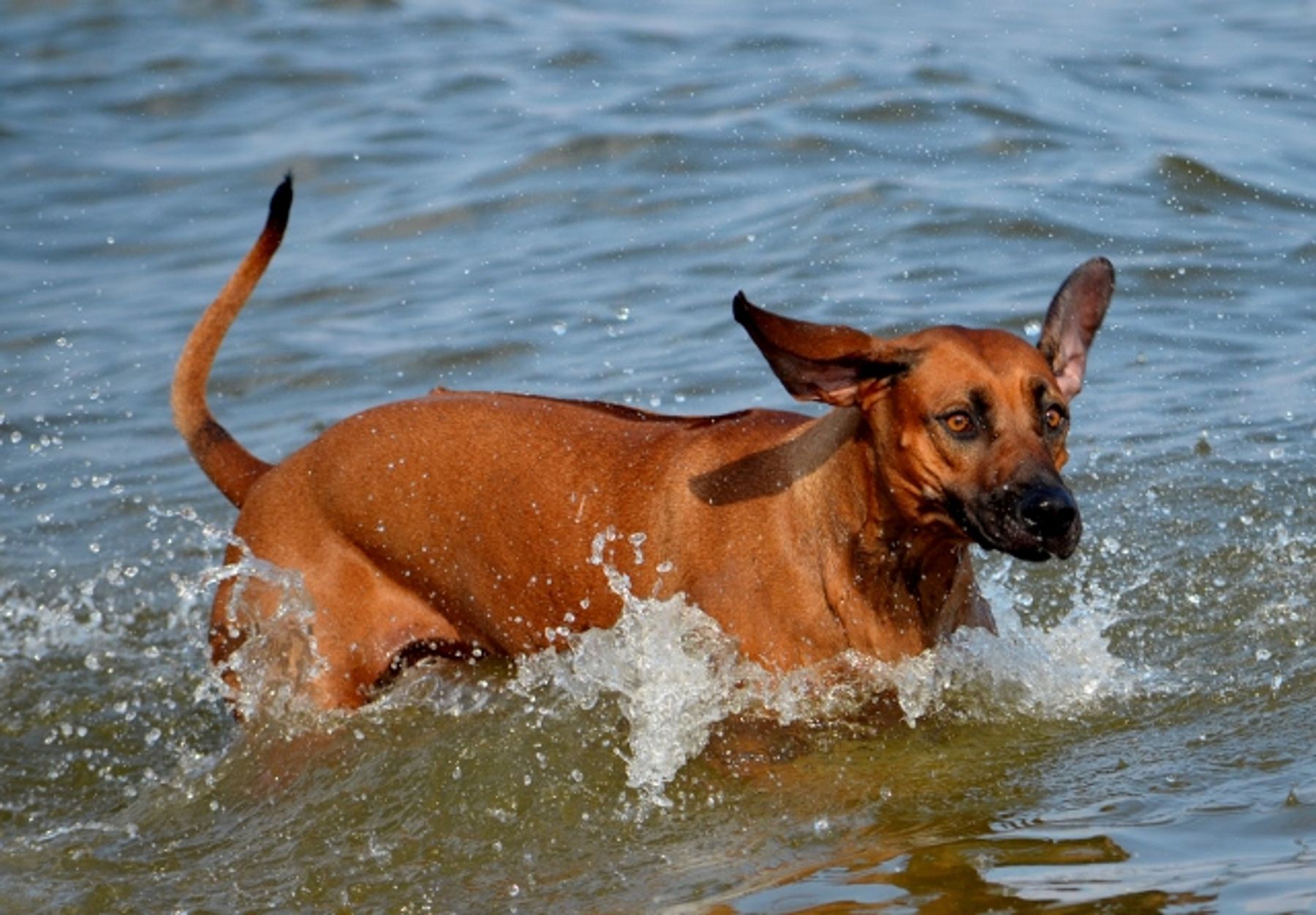 Kengali Rhodesian Ridgebacks - Contact Us
