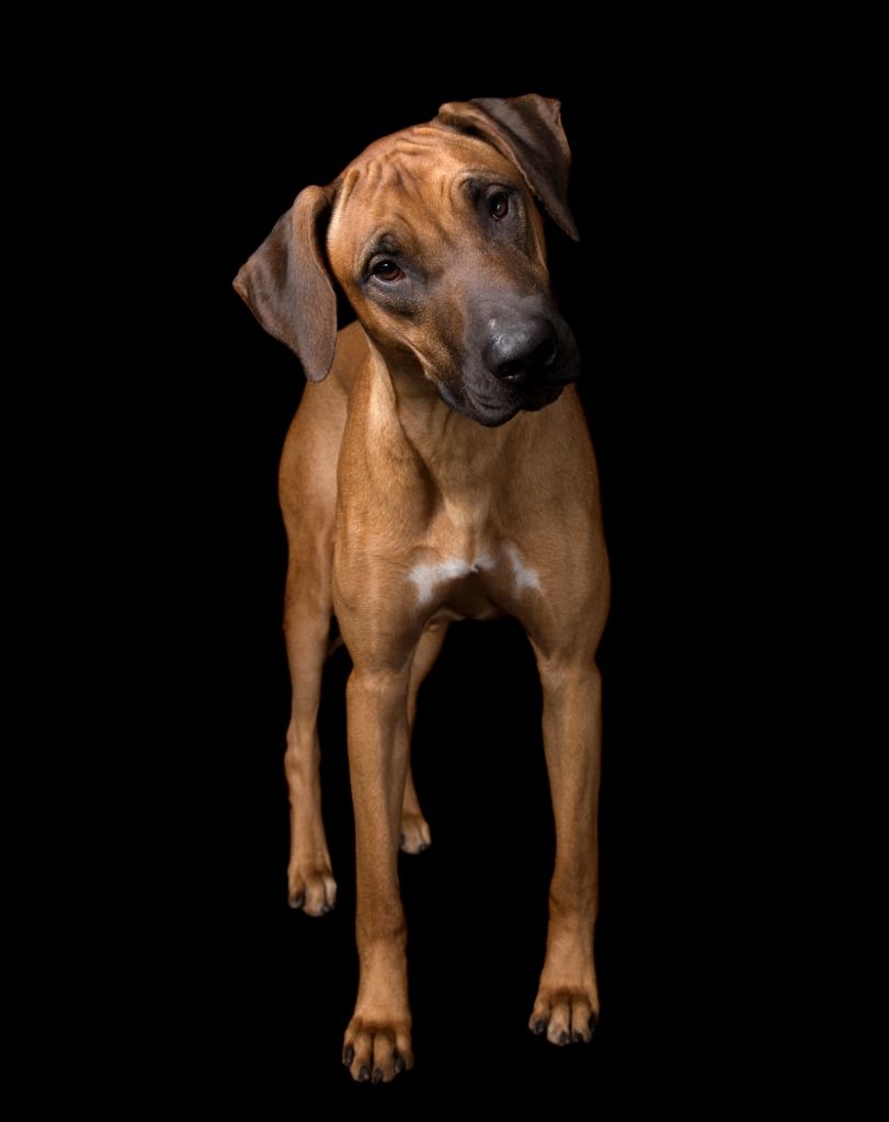 Kengali Rhodesian Ridgebacks - BONO!