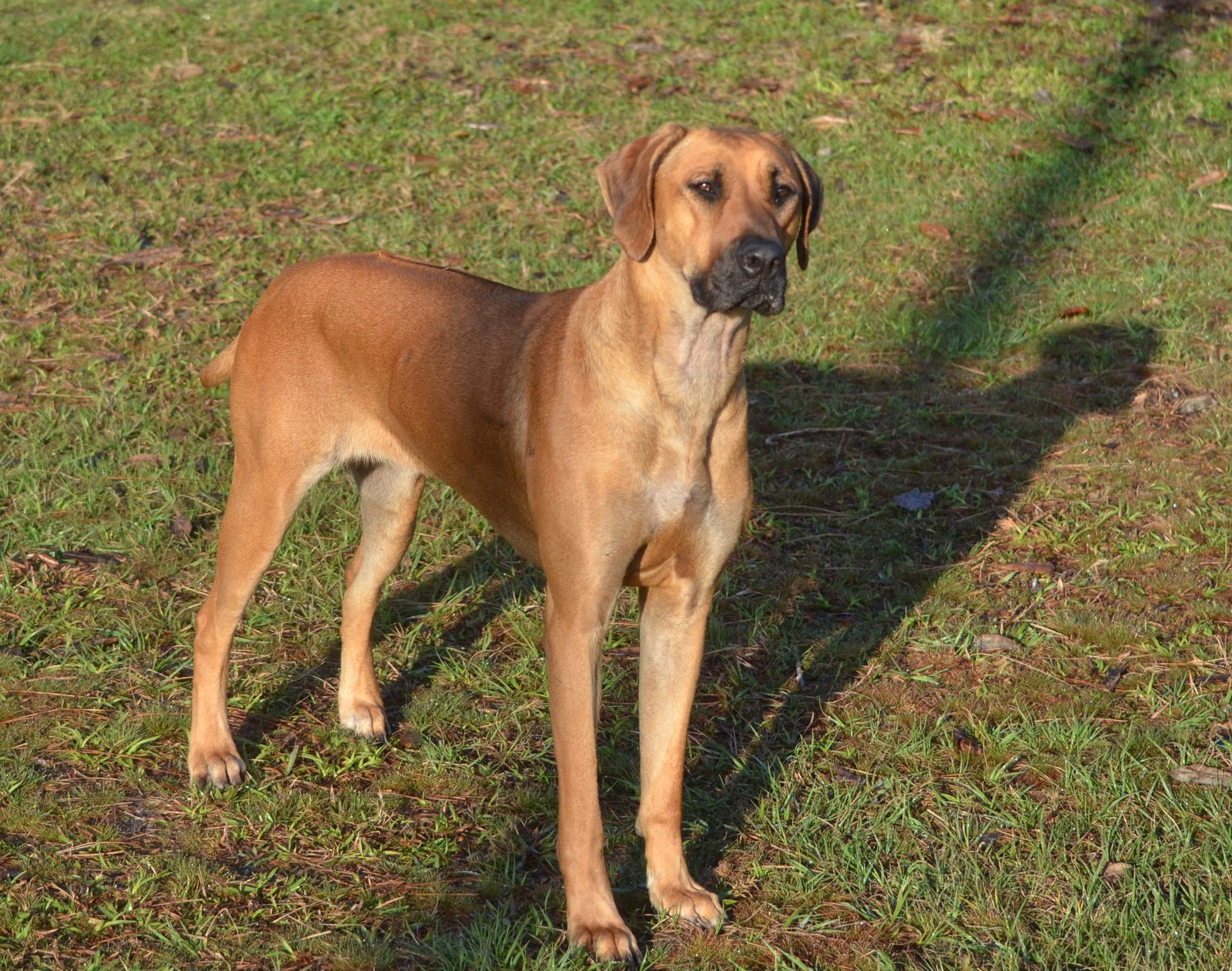Kengali Rhodesian Ridgebacks - GILLY GIRL!