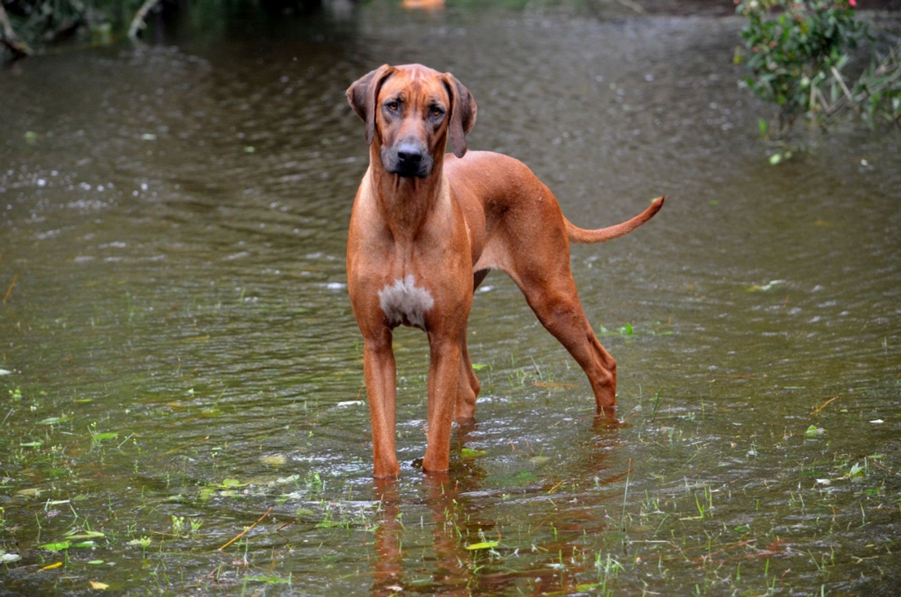 Kengali Rhodesian Ridgebacks - ShaKoon