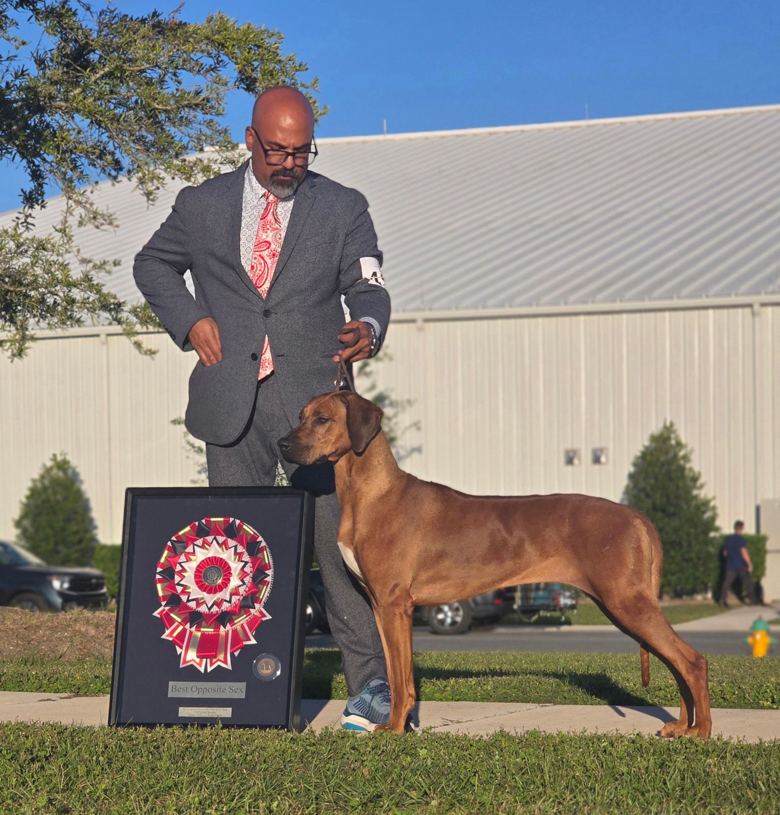 Kengali Rhodesian Ridgebacks