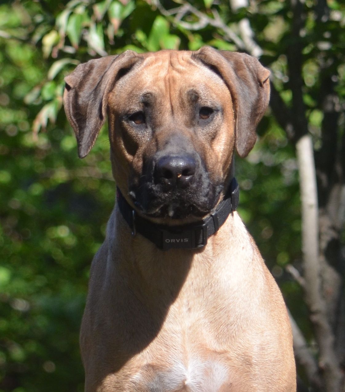 Kengali Rhodesian Ridgebacks - STELLA