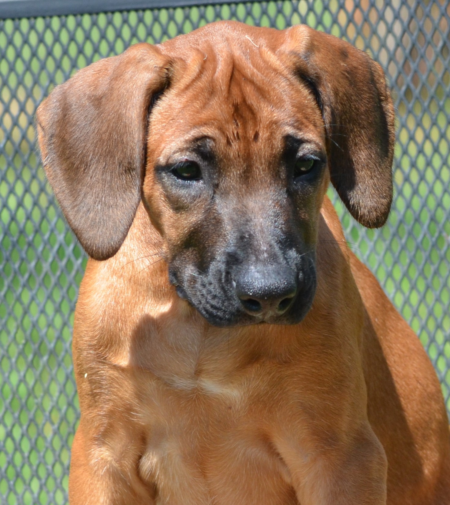 Kengali Rhodesian Ridgebacks - PUPPIES