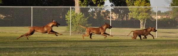 Kengali Rhodesian Ridgebacks - JETHRO