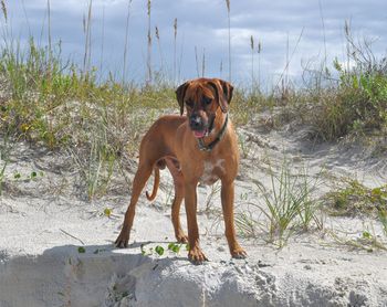 Kengali Rhodesian Ridgebacks - JETHRO