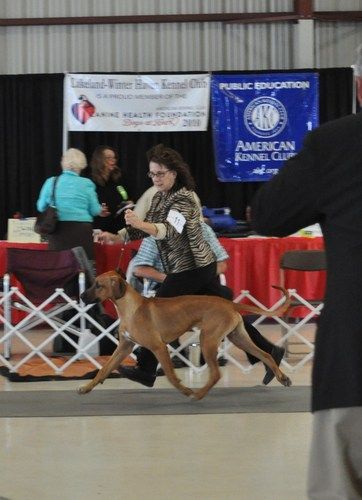 Kengali Rhodesian Ridgebacks - JETHRO