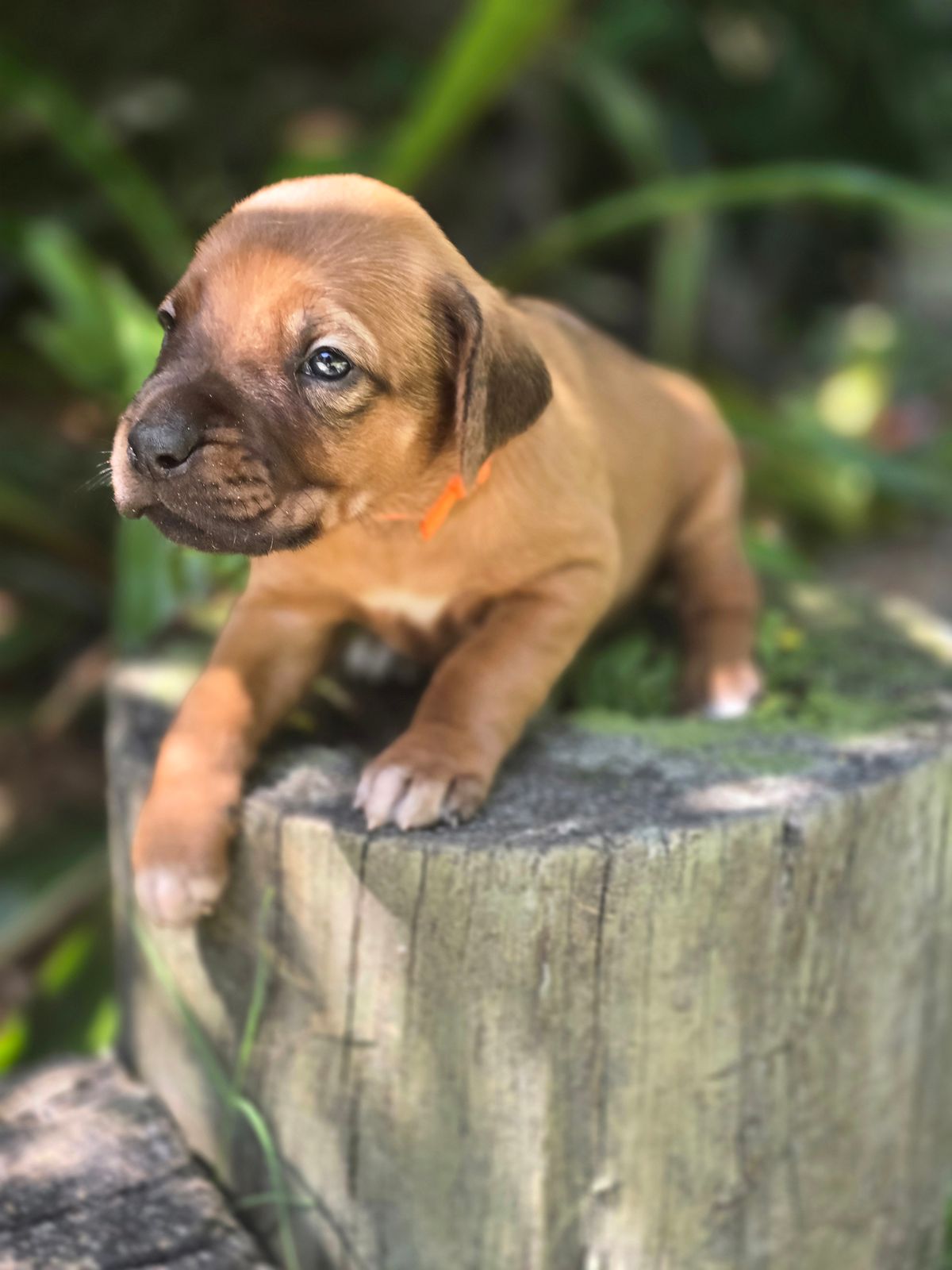 Kengali Rhodesian Ridgebacks - fALLON PUPS