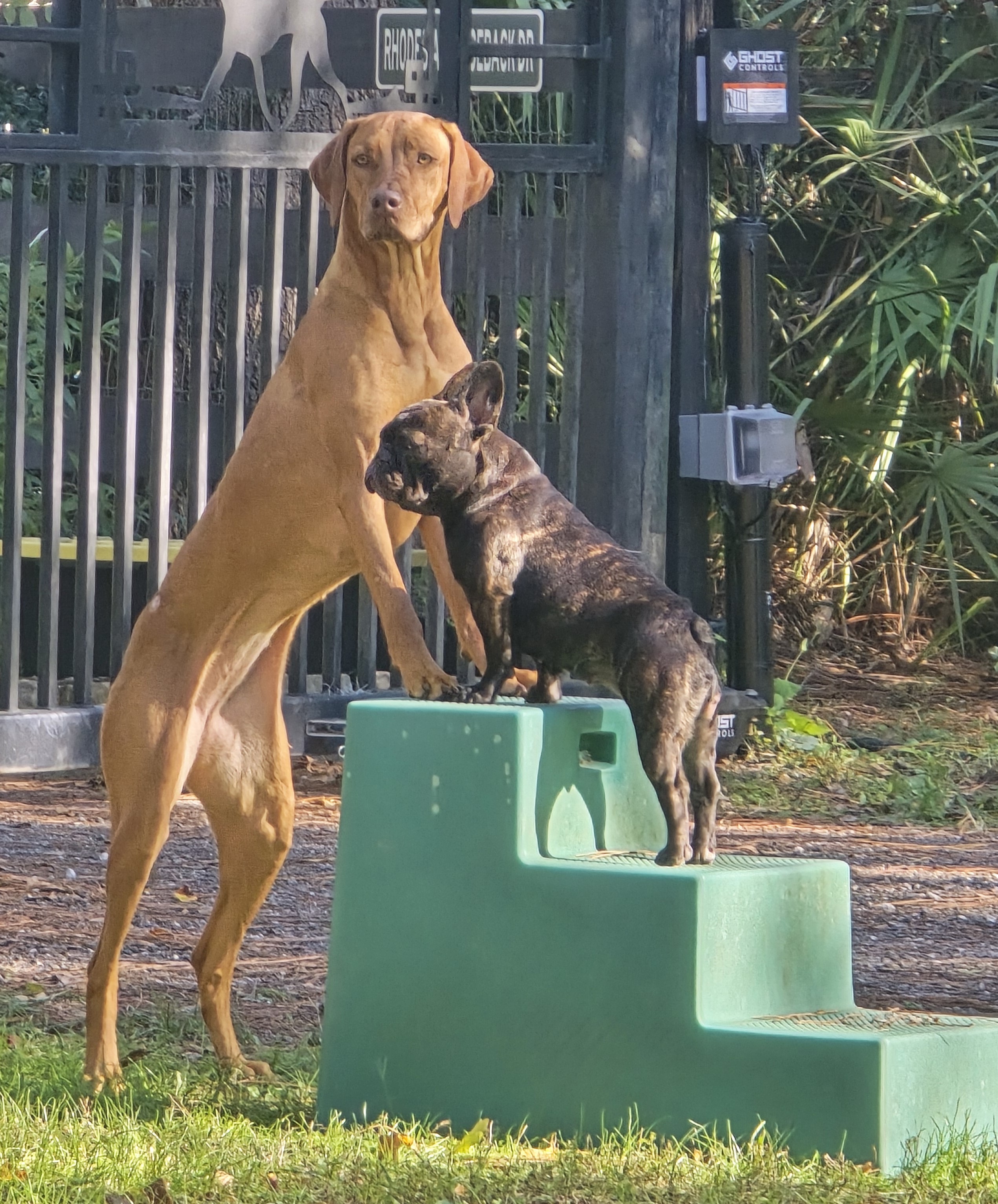 Kengali Rhodesian Ridgebacks