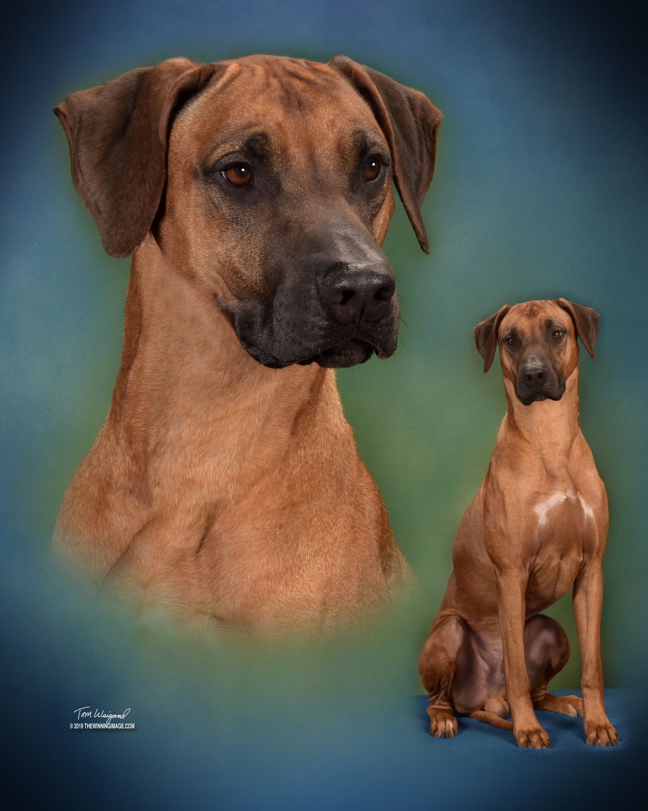 Kengali Rhodesian Ridgebacks - BONO!