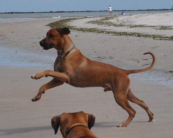 Kengali Rhodesian Ridgebacks - JETHRO