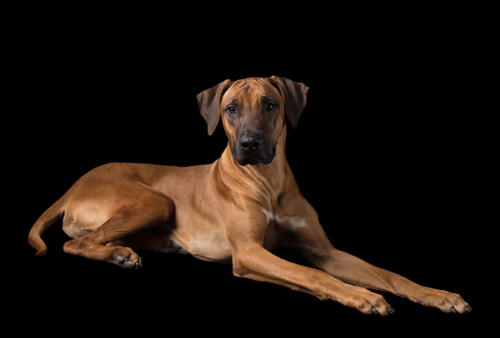 Kengali Rhodesian Ridgebacks - BONO!