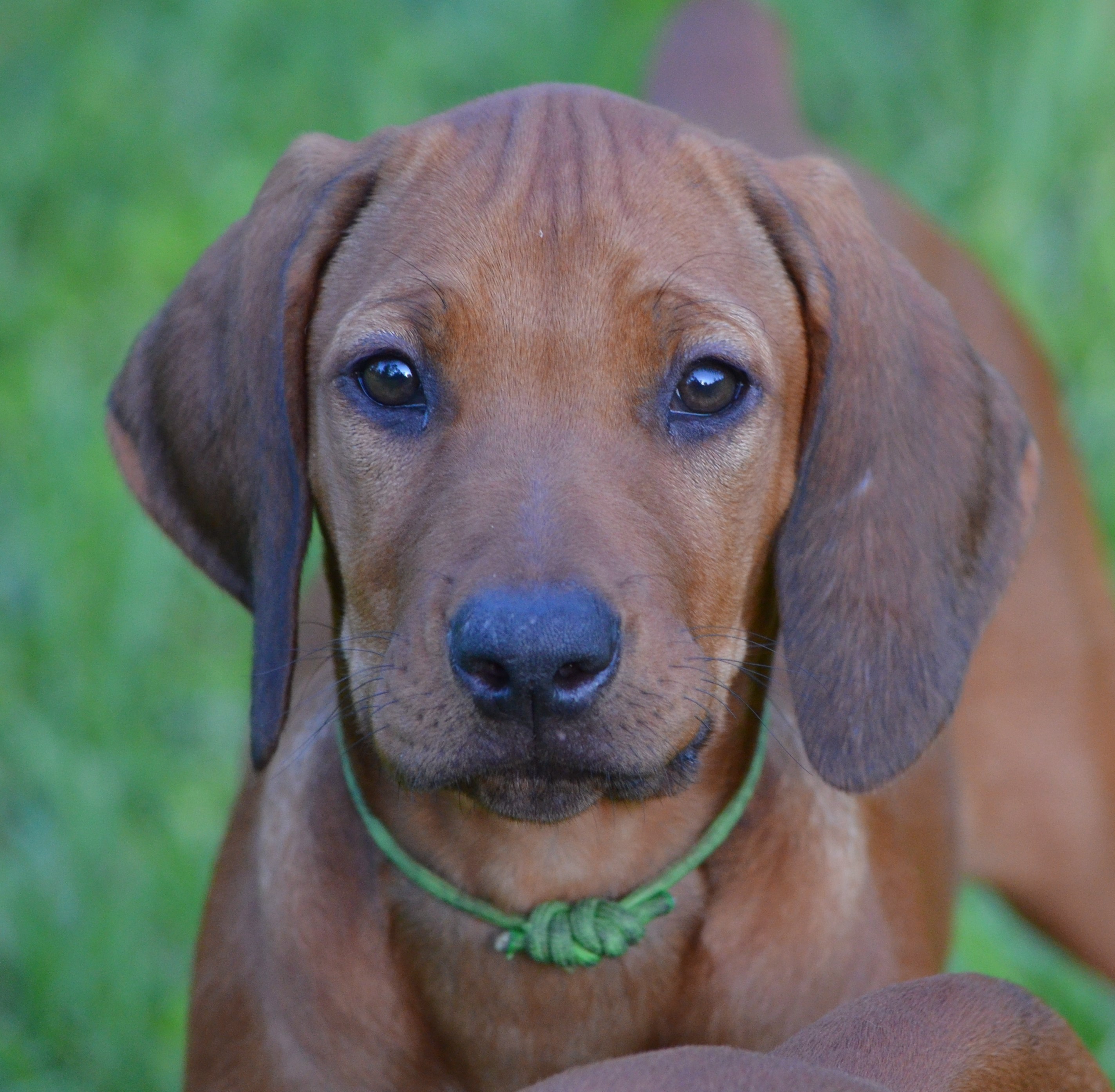 Kengali Rhodesian Ridgebacks - PUPPIES