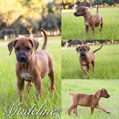 Kengali Rhodesian Ridgebacks - PUPPIES