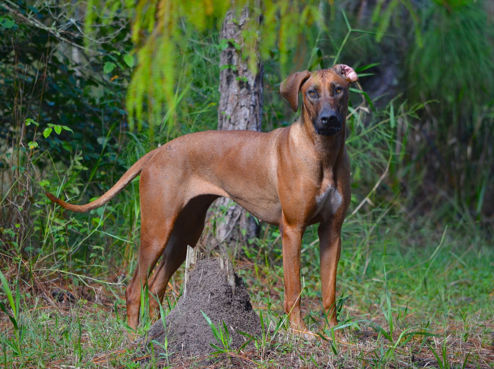 Kengali Rhodesian Ridgebacks - TSIA!!