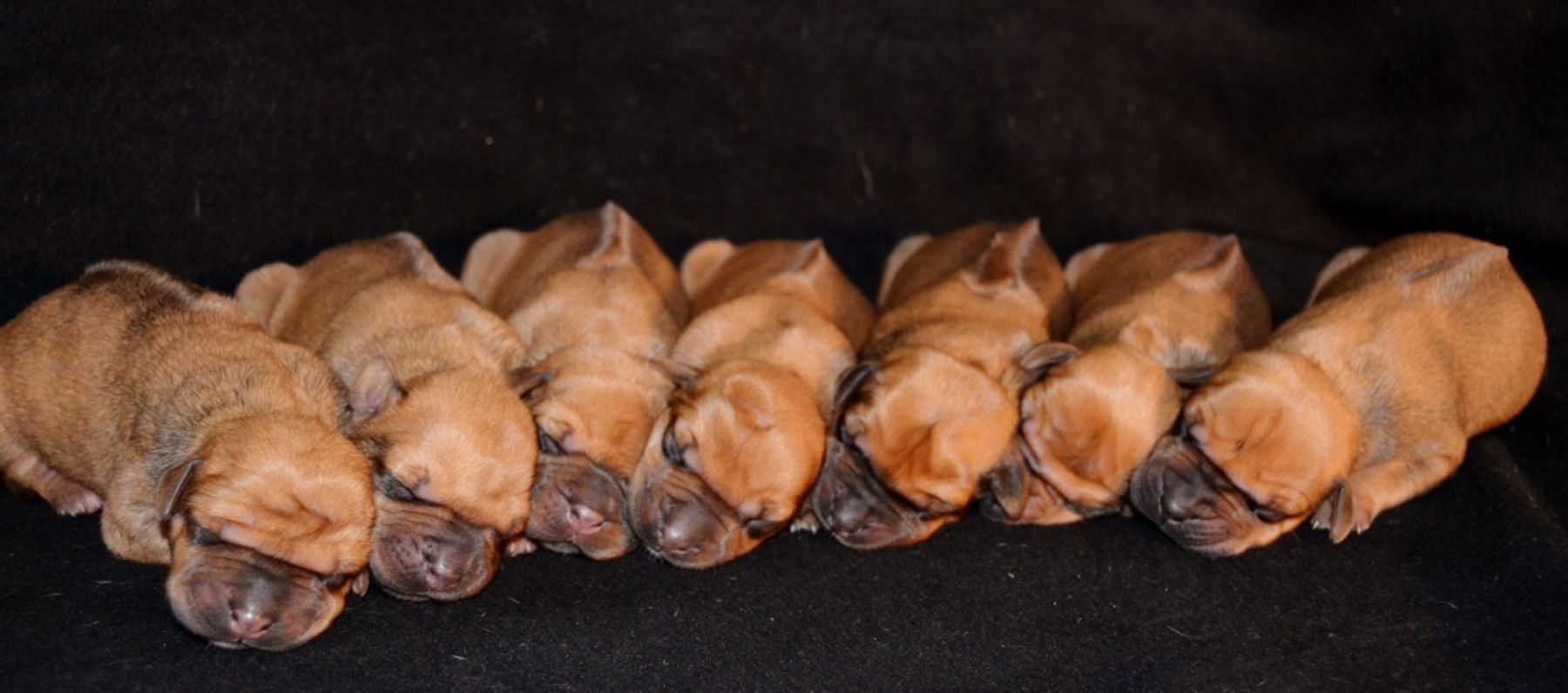 Kengali Rhodesian Ridgebacks - PUPPIES
