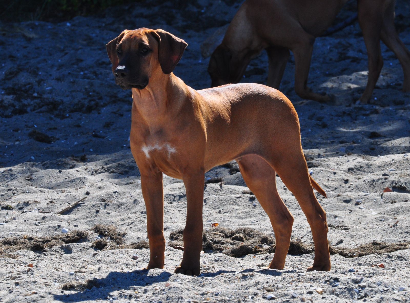 Kengali Rhodesian Ridgebacks - BONO!