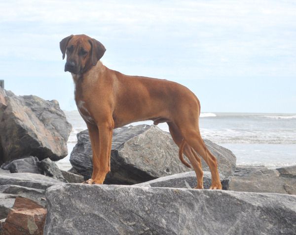 Kengali Rhodesian Ridgebacks - JETHRO