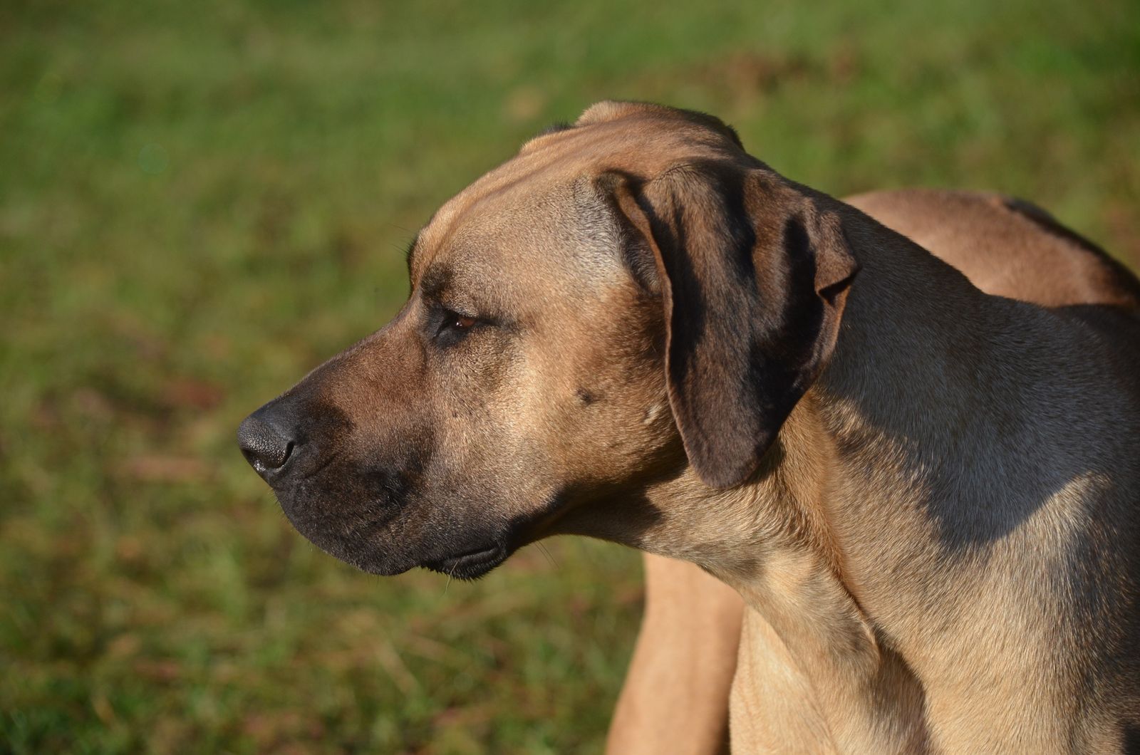 Kengali Rhodesian Ridgebacks - STELLA