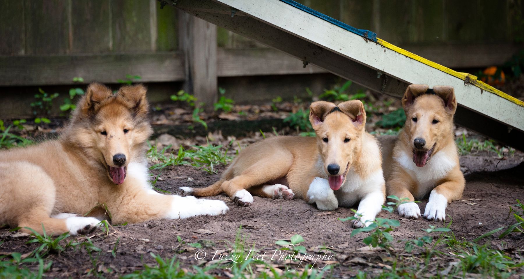 Aidan Collies - Ear Taping