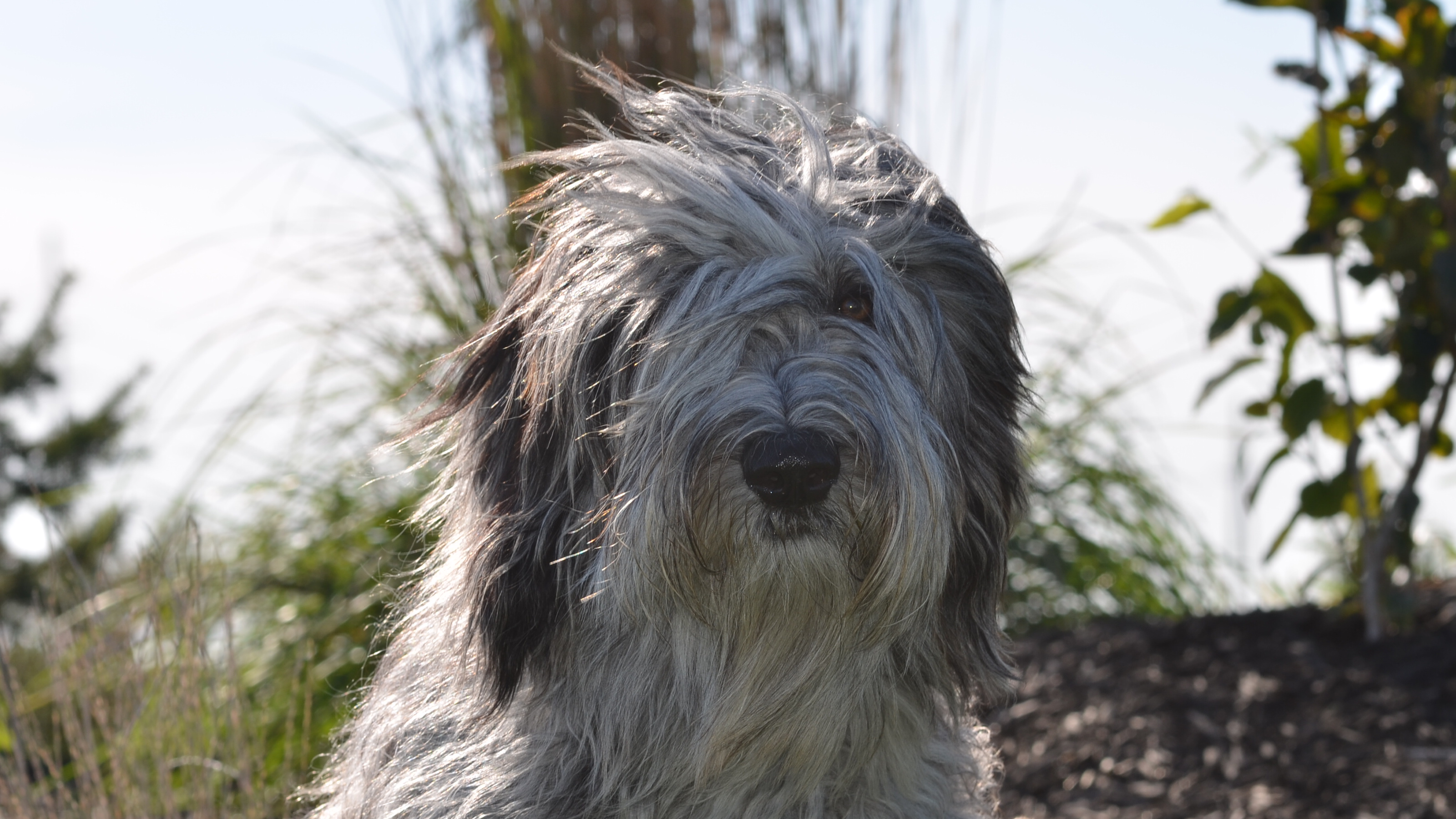 Windy Hill Bergamasco Sheepdogs- Bergamasco Breeder