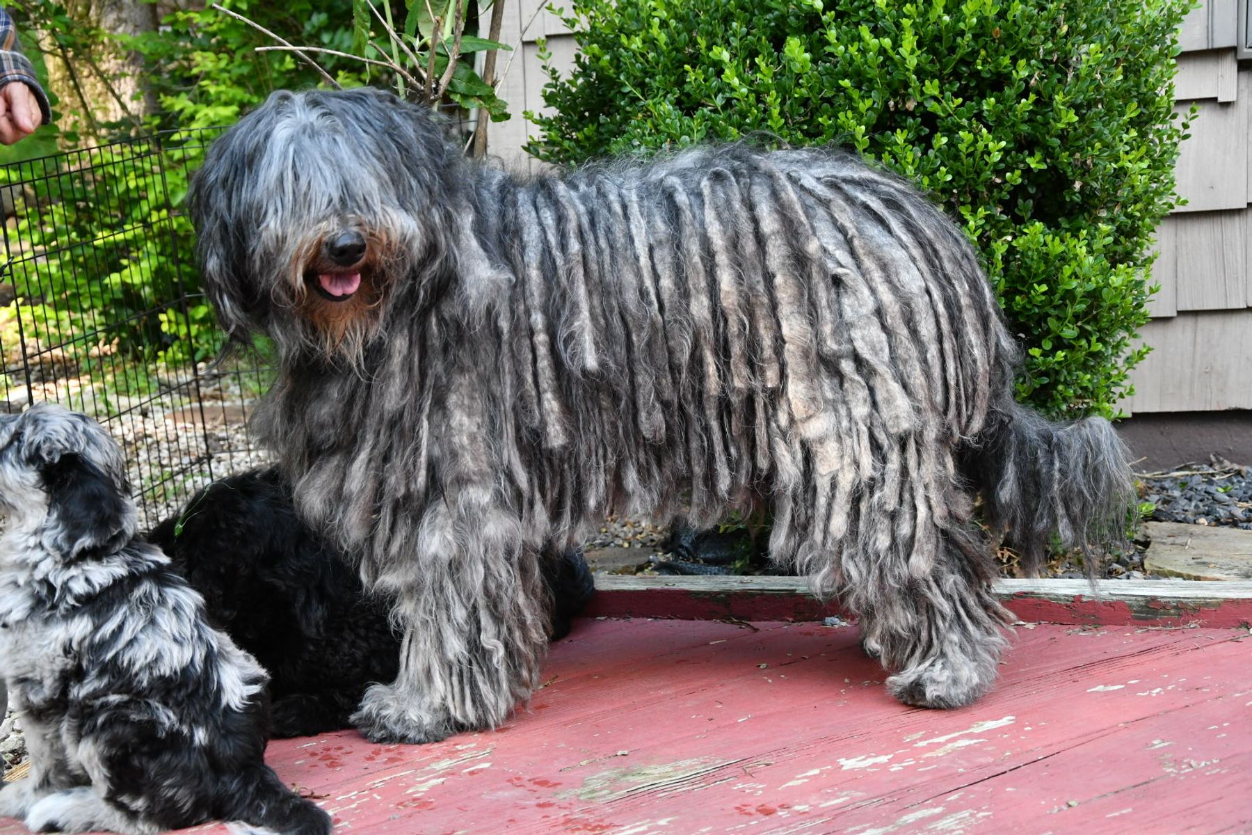 Windy Hill Bergamasco Sheepdogs- Bergamasco Breeder