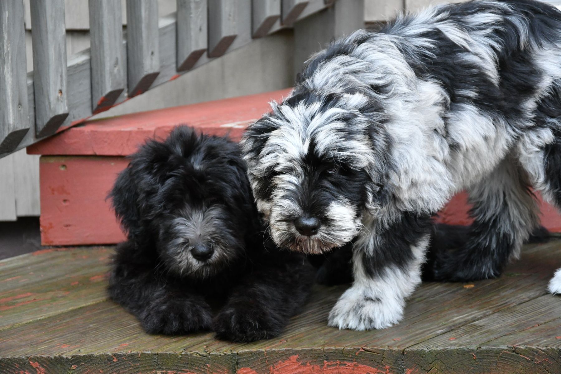Windy Hill Bergamasco Sheepdogs- Bergamasco Breeder