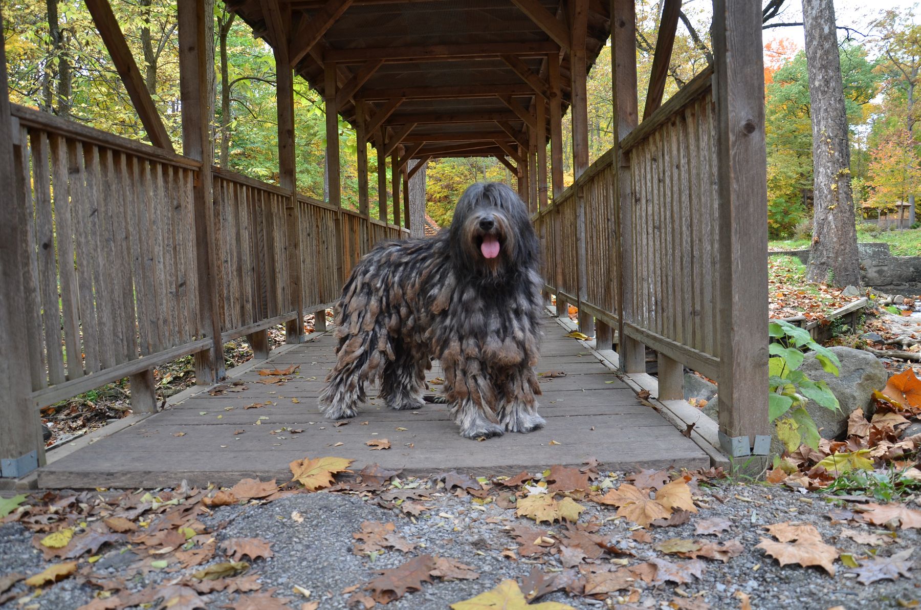 Windy Hill Bergamasco Sheepdogs- Bergamasco Breeder