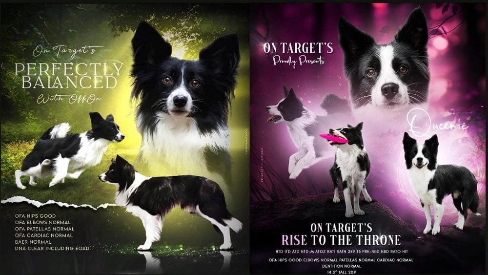 On Target Border Collies - Puppy Plans
