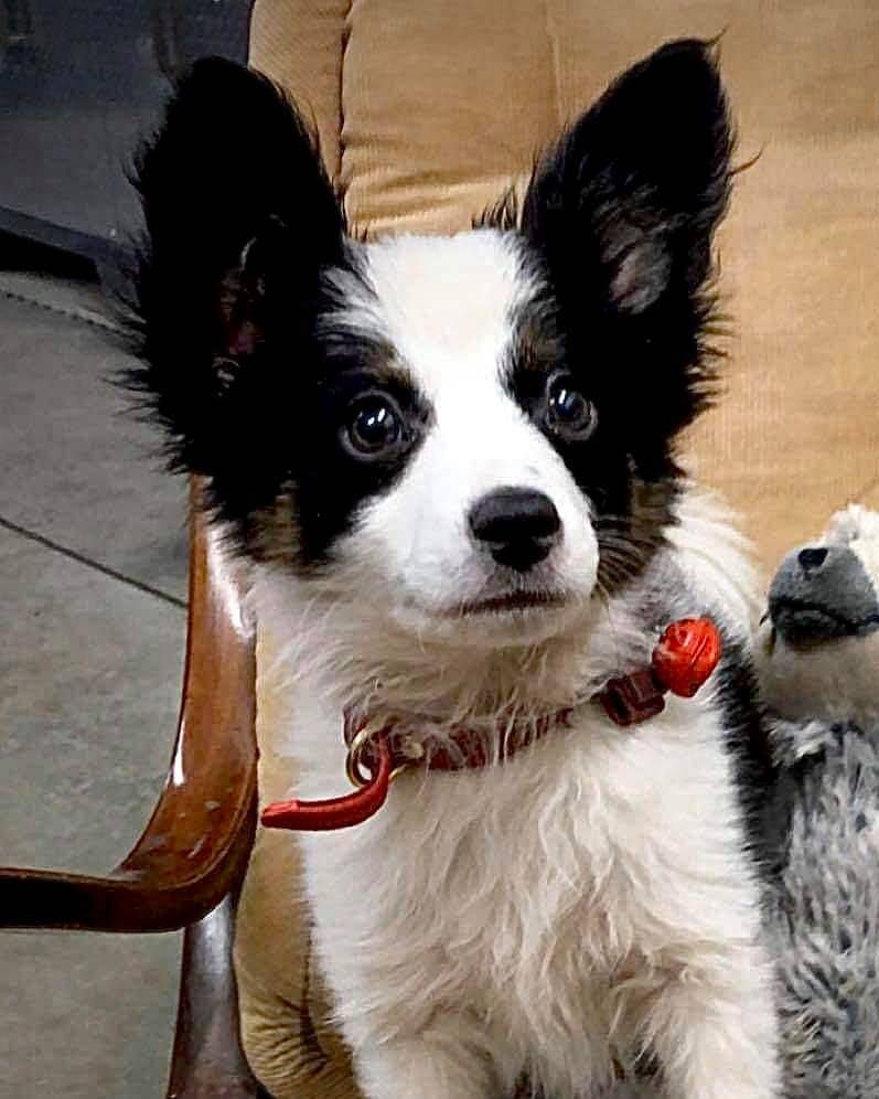 On Target Border Collies - Breeding Mixes