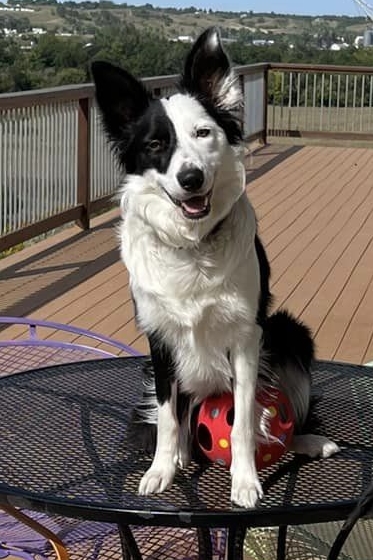 On Target Border Collies - Ruby X Mojo