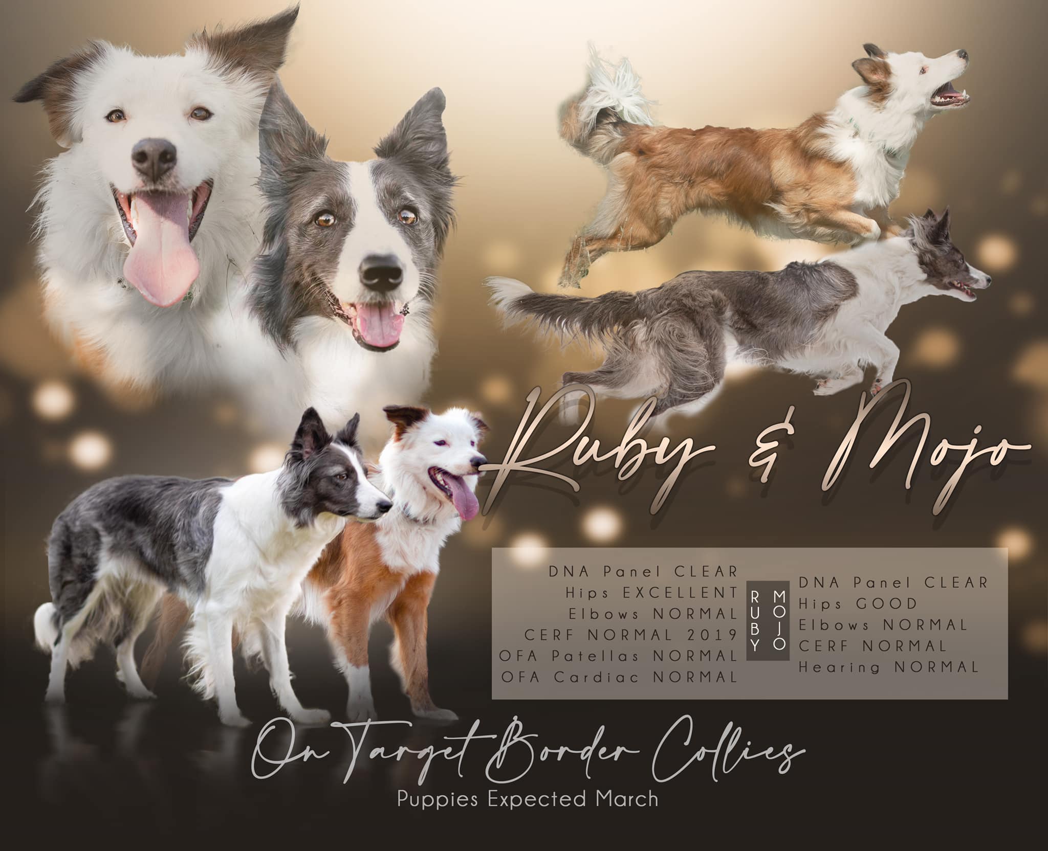 On Target Border Collies - Ruby X Mojo