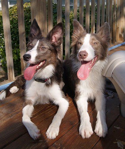On Target Border Collies - Ocean