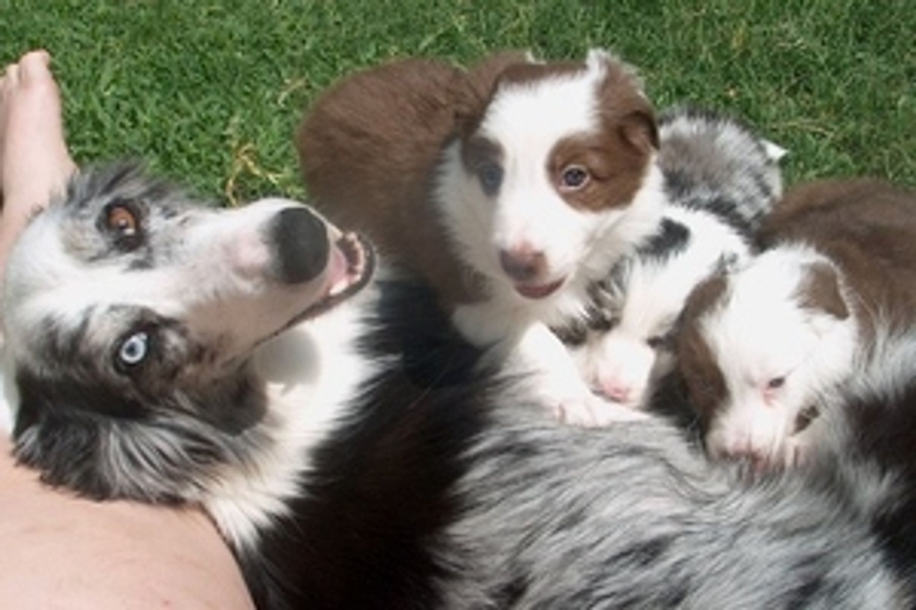 On Target Border Collies - Puppy Plans