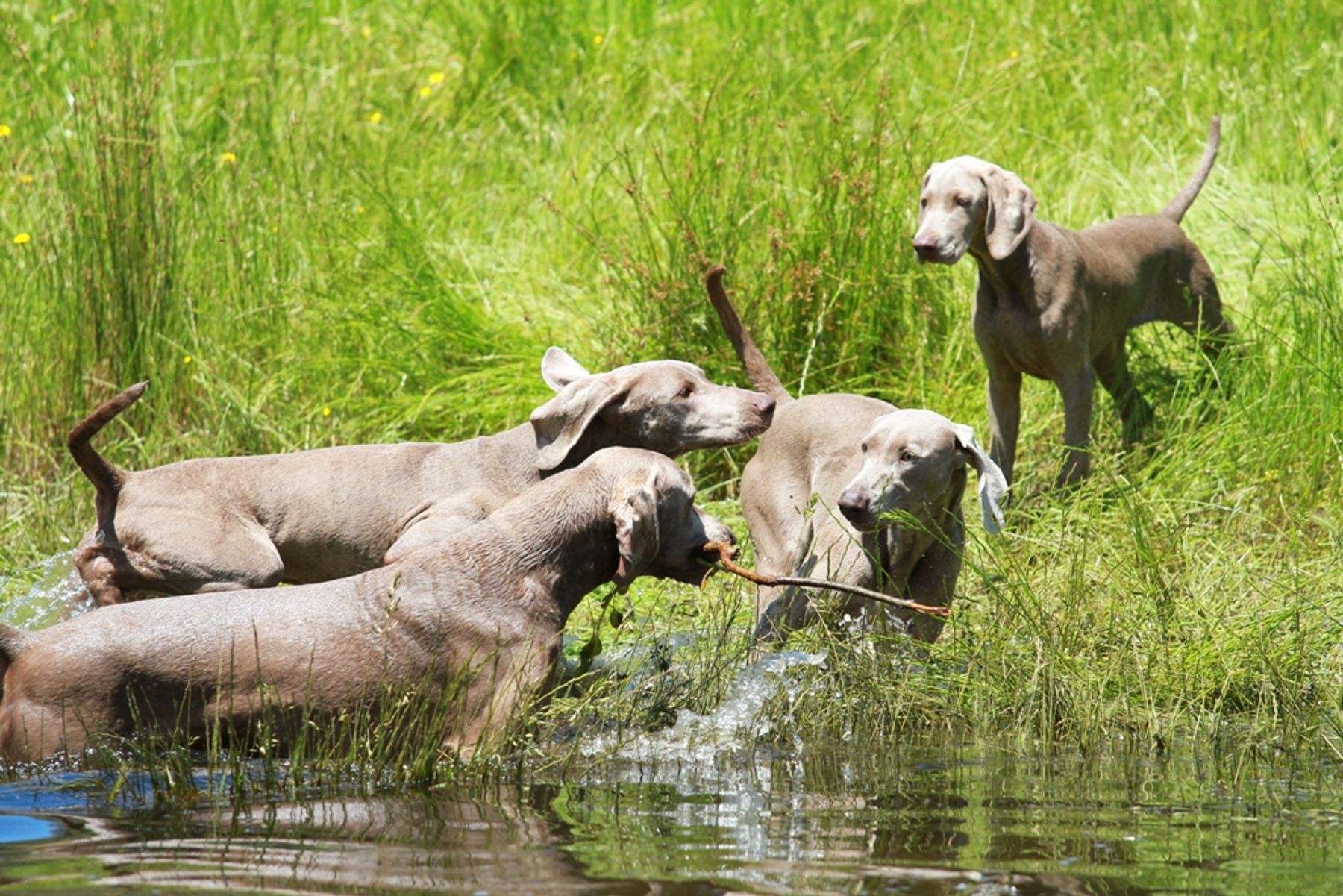 Bromhund Weimaraners - About the Breed