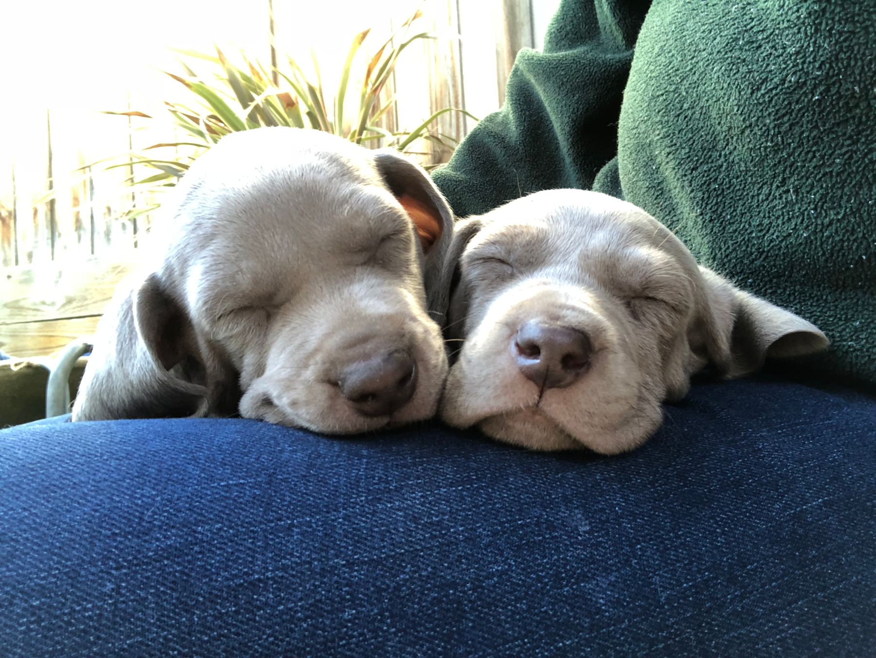 Bromhund Weimaraners - About the Breed