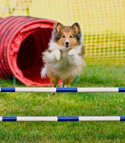 Pinelands Shelties