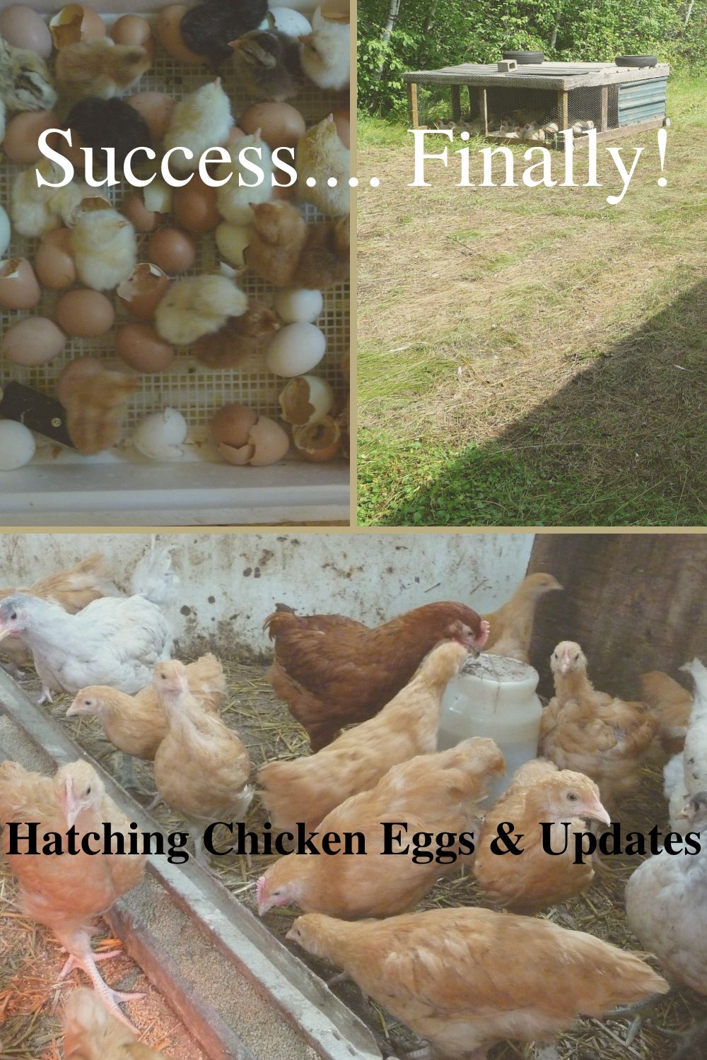 I finally had some success hatching chicken eggs and Pastured chicken