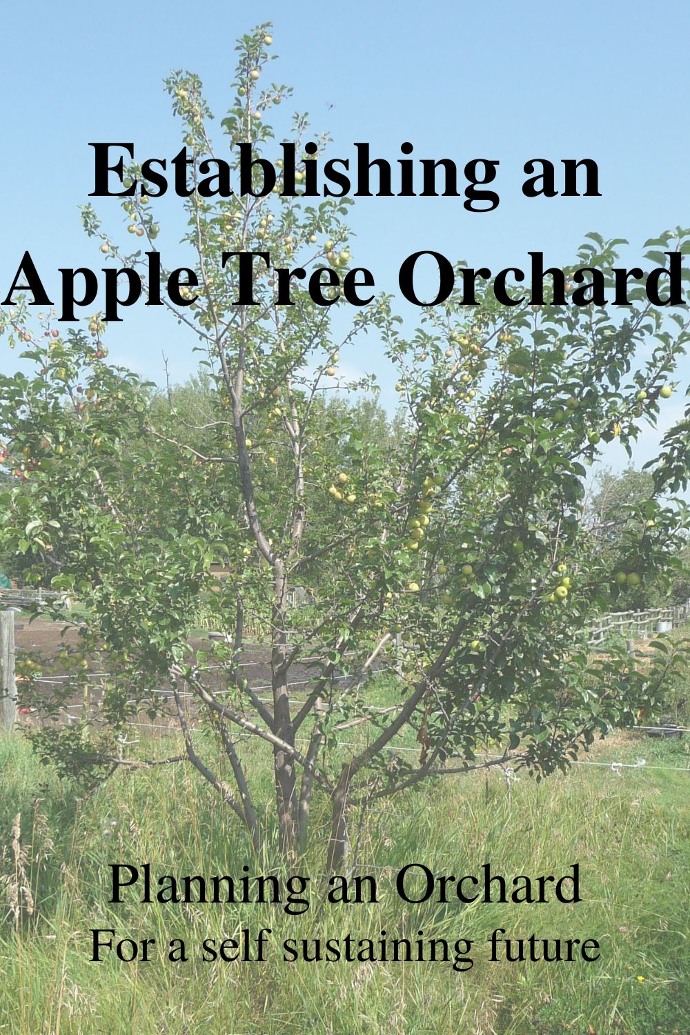 Establishing an Apple Tree Orchard and Planning an Orchard for a self ...