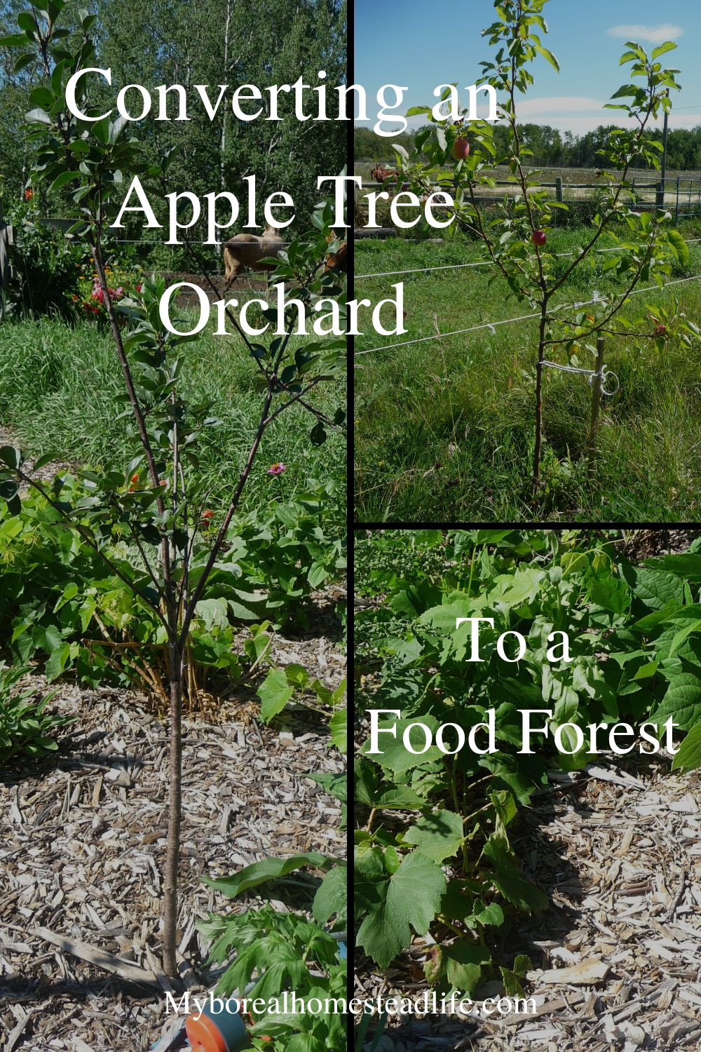 Converting an Apple Tree Orchard and Fruit Orchard to a self sustaining ...