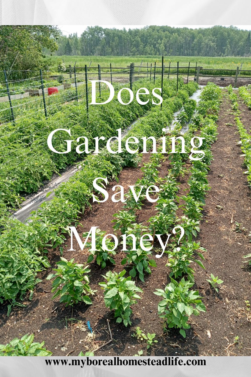 Does Gardening Save Me Money - A Year In Review