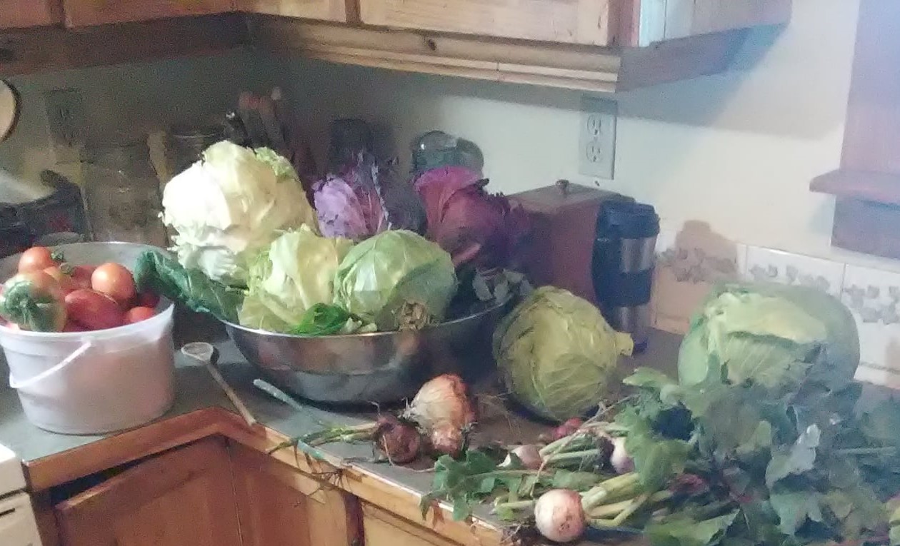 DIY Floating Row Cover Tunnel for Cabbage Root Maggot and Cabbage Moth ...