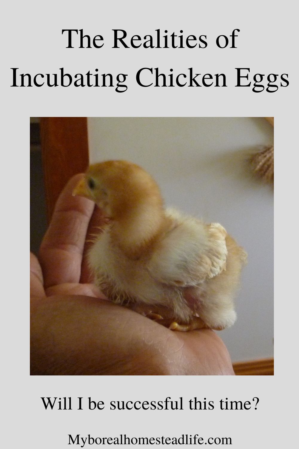 Incubating chicken eggs - Will I be successful this time?