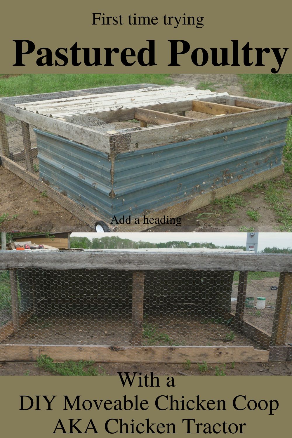 I try Pastured Poultry for the first time with a DIY moveable chicken coop
