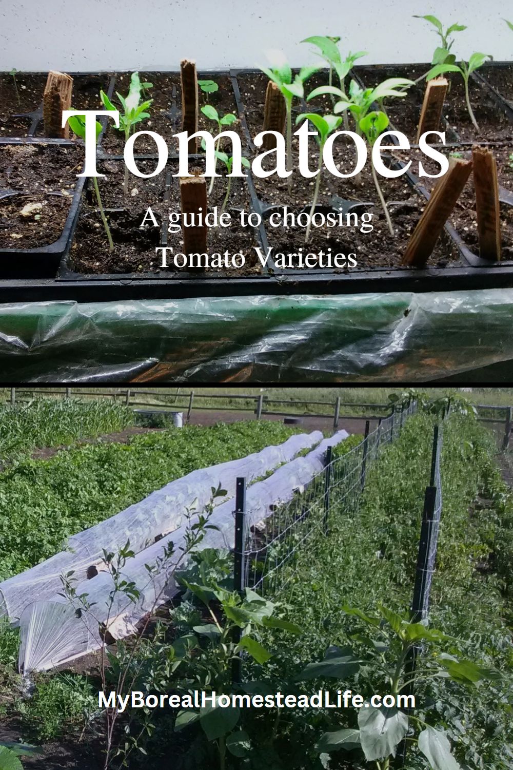 Tomatoes - A guide to choosing tomato varieties